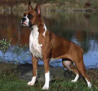 Raza de perros: Boxer