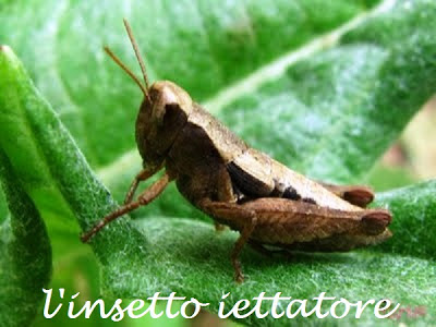 De ruina mundi: Alfano e … l’insetto iettatore