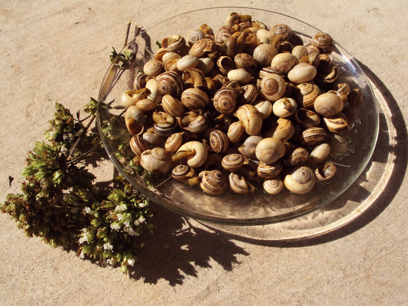 Nárwen's Cuisine - Sabores do Mundo : Caracóis à Portuguesa (simples)