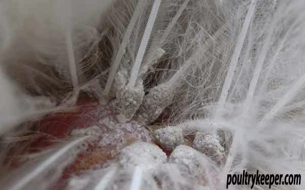 Naturally Treating Chicken Lice - Amy K Fewell | Homesteading for the ...