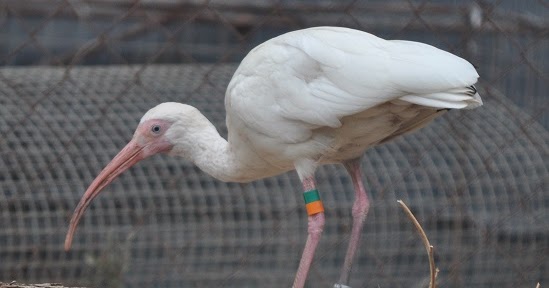 ZOOTOGRAFIANDO (6.100 ANIMALS): IBIS BLANCO AMERICANO / WHITE IBIS ...