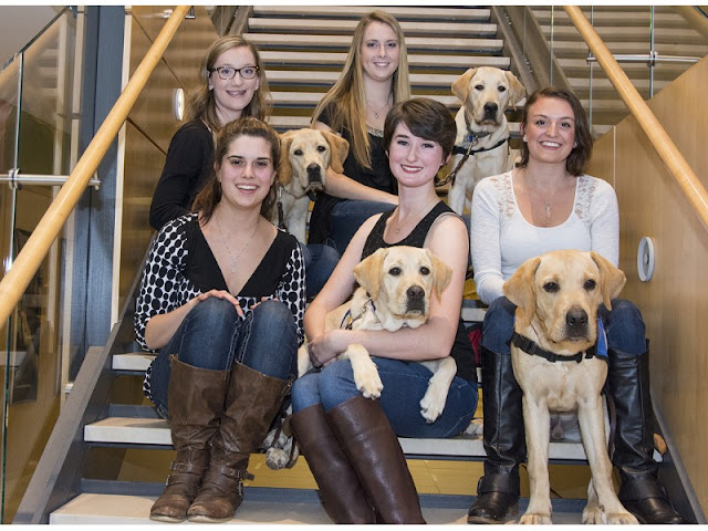 How Therapy Dog Can Help College Students' with stress - Doglopedix