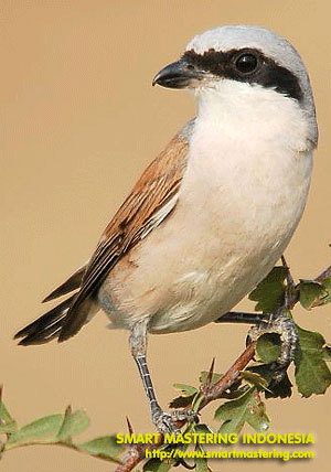 pentet madura | sangkar burung