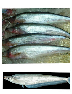 MUSLIM HOMEPAGE: Ikan Lais Timah (Kryptopterus apogon)