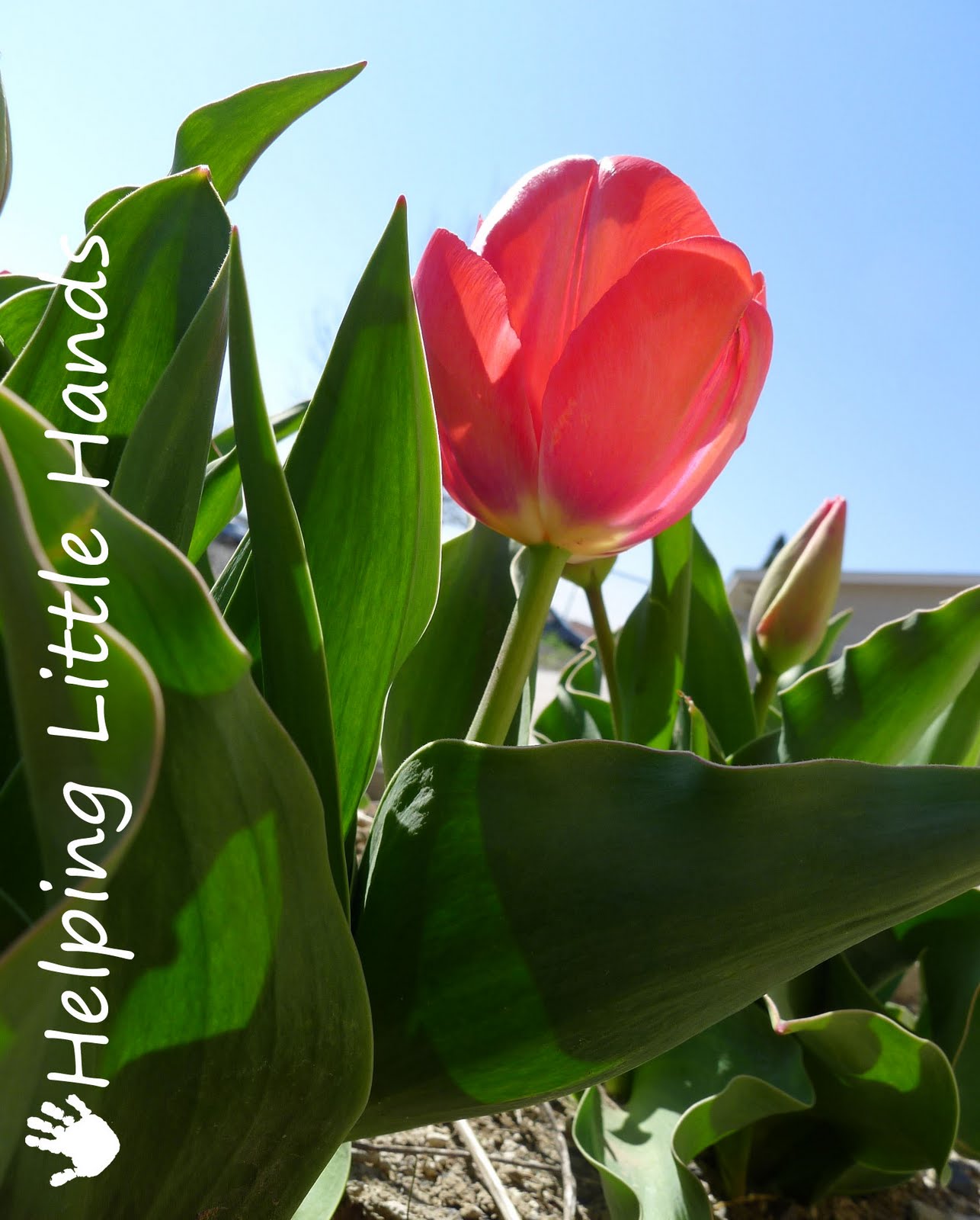 Pieces by Polly: Blooming