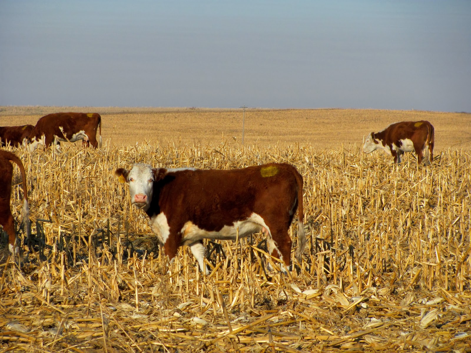 My Ranch Life: Busy Busy