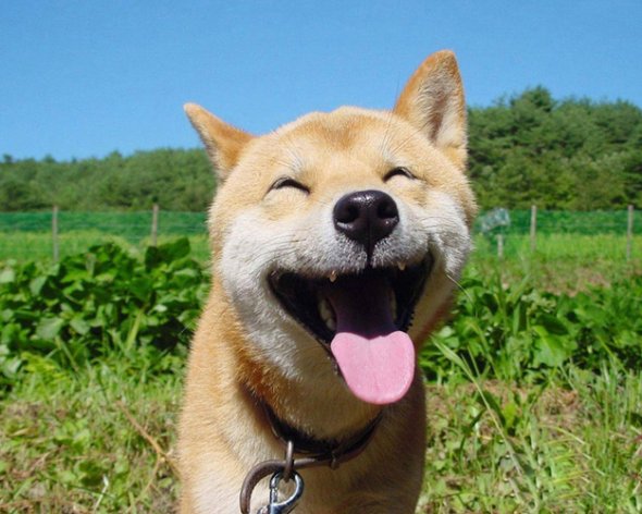The happiest animals in the world (15 pics) | Amazing Creatures