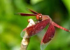 Anim Agro Technology: CAPUNG - APA DIA?