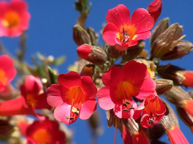Flores Nativas del Perú - Empleos MX