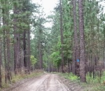 Interesting Places & Friendly Faces: Twin Rivers State Forest: Blue ...