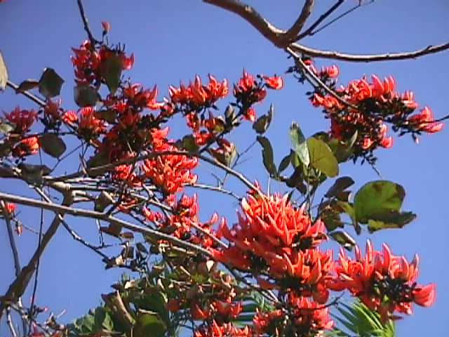 Flora of India: State Flowers of India