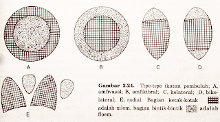 Fungsi Jaringan Pada Tumbuhan Dan Macamnya - Biologisites