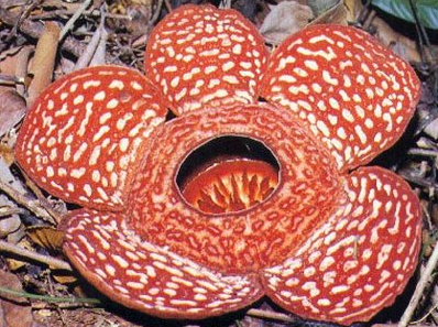 10 Tanaman Paling Unik Dan Teraneh Sejagat Raya ~ paling uniks