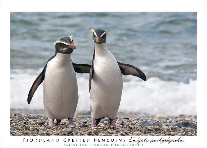 JONATHAN HARROD PHOTOGRAPHY: December 2011