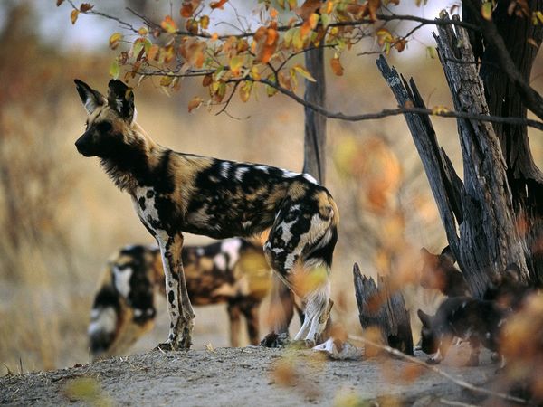 Cute&Cool Pets 4U: African Painted Wild Dogs Review