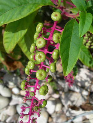 LAS PLANTAS MAS VENENOSAS DE MEXICO