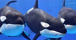 Okeanos...biographies: Orca Family Tree