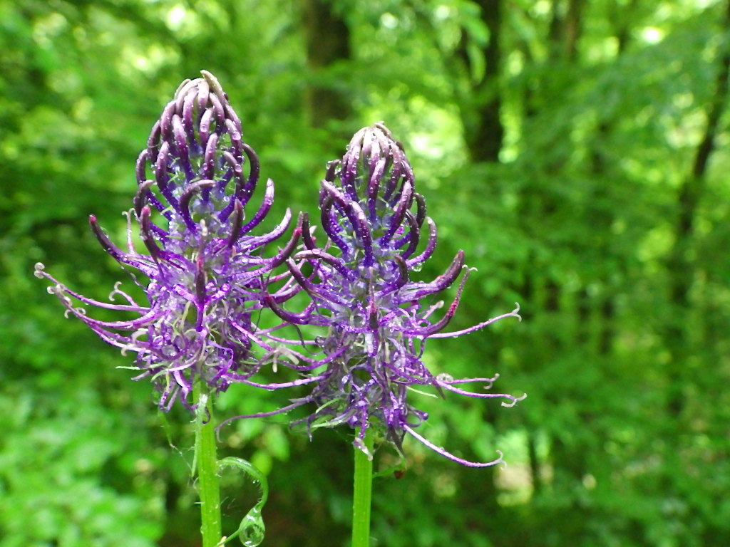 quatre saisons: frais