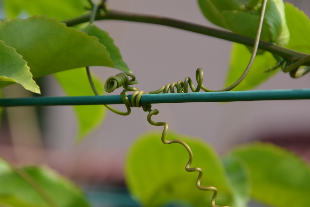 My little vegetable garden: Tendrils of markisa / passion fruits