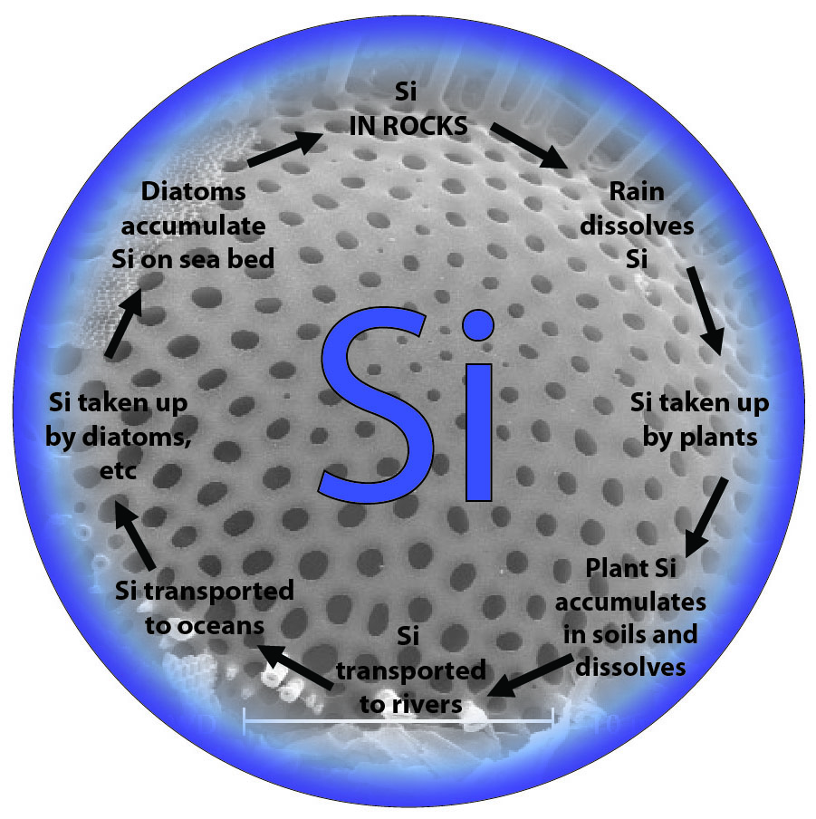 The Global Silicon Cycle by Prof Melanie Leng