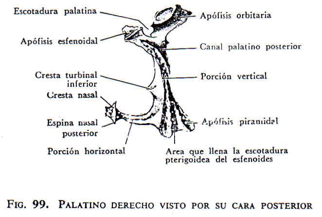 Morfofunción: Cabeza y cuello: Palatino