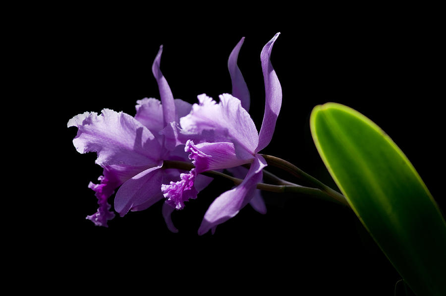 Paling Populer 12+ Wallpaper Bunga Anggrek Ungu - Gambar Bunga Indah