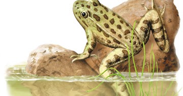 Aniruddha : Boiled Frog