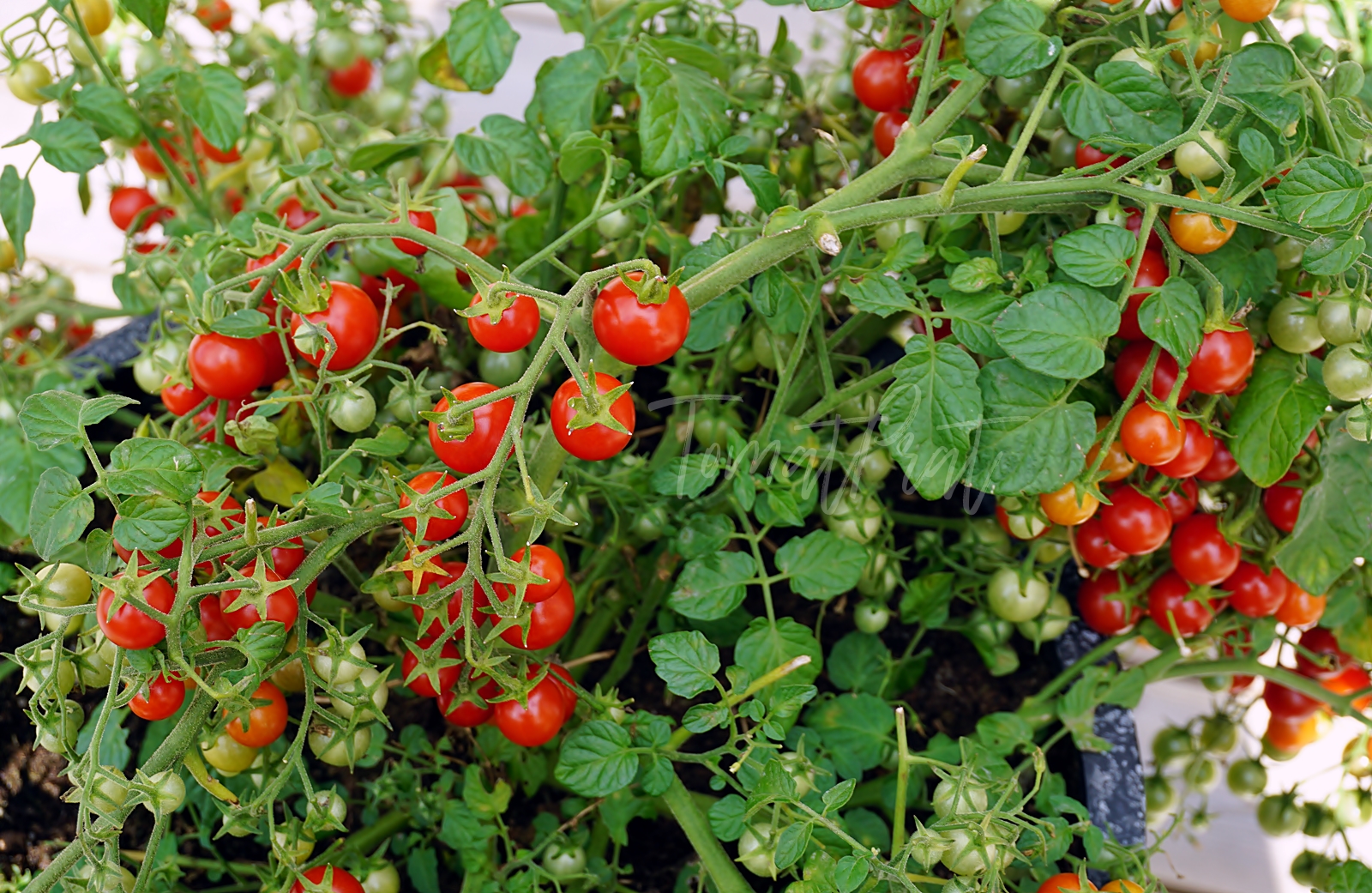 Helenes Tomater: Hundreds & Thousands