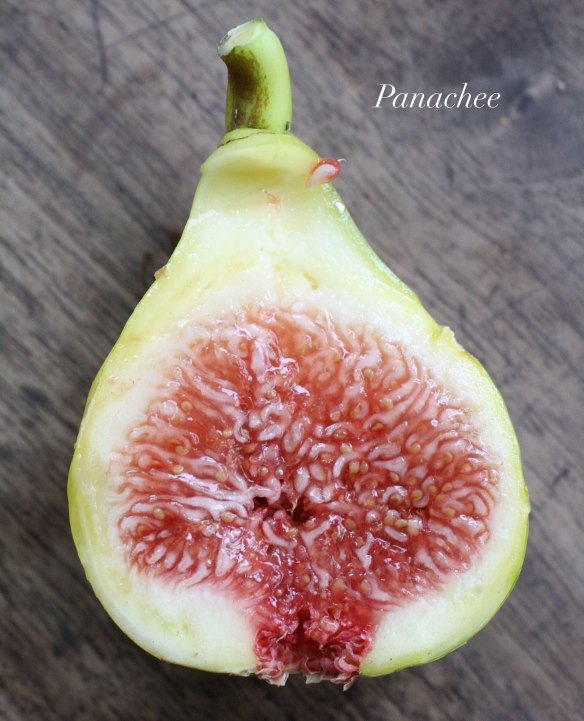 Panachee Fig - Var Tin