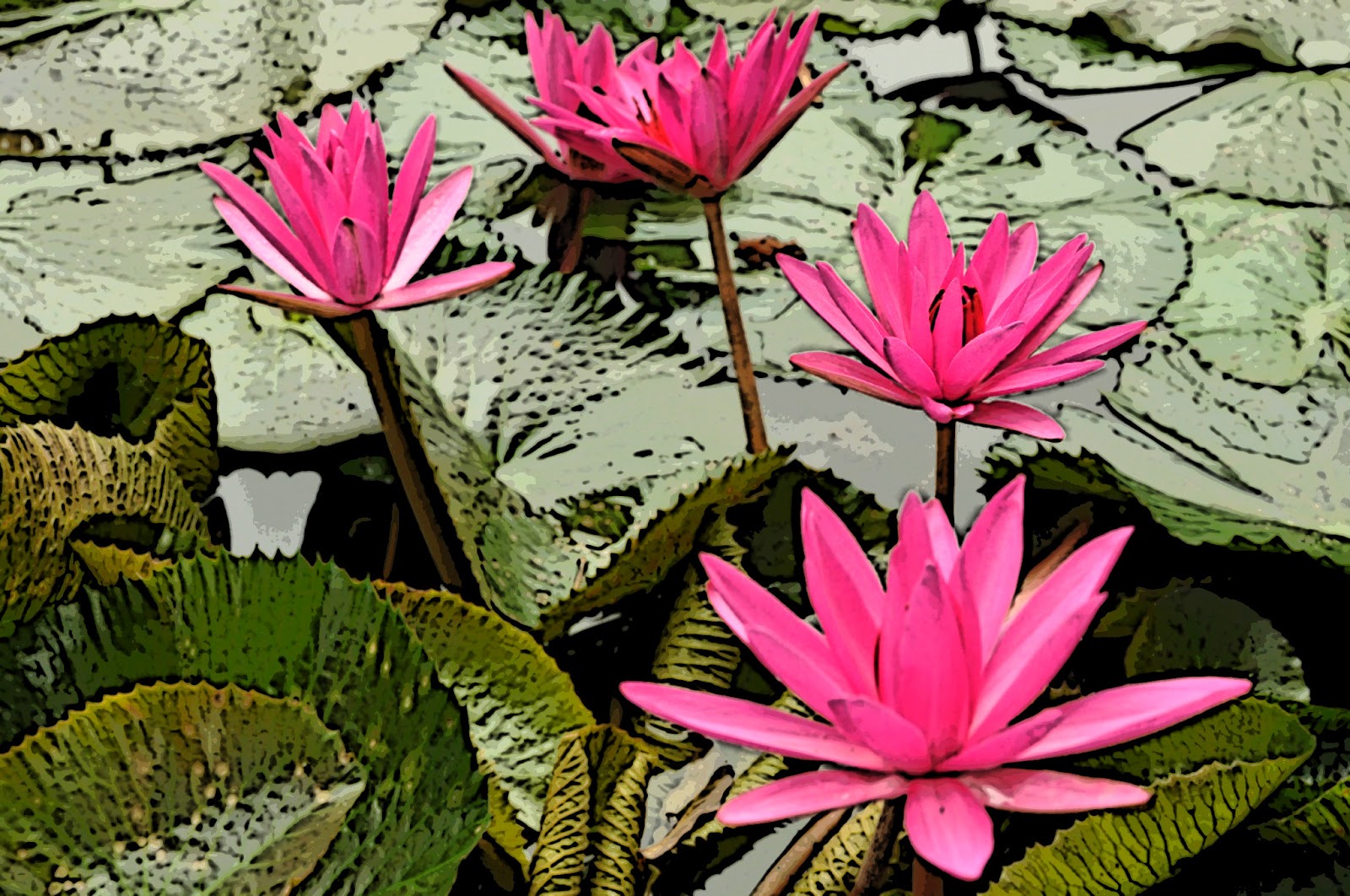 47+ Spesial Gambar Bunga Tanaman Teratai