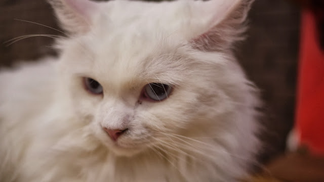 All about Hongdae in Korea: Cat Cafe