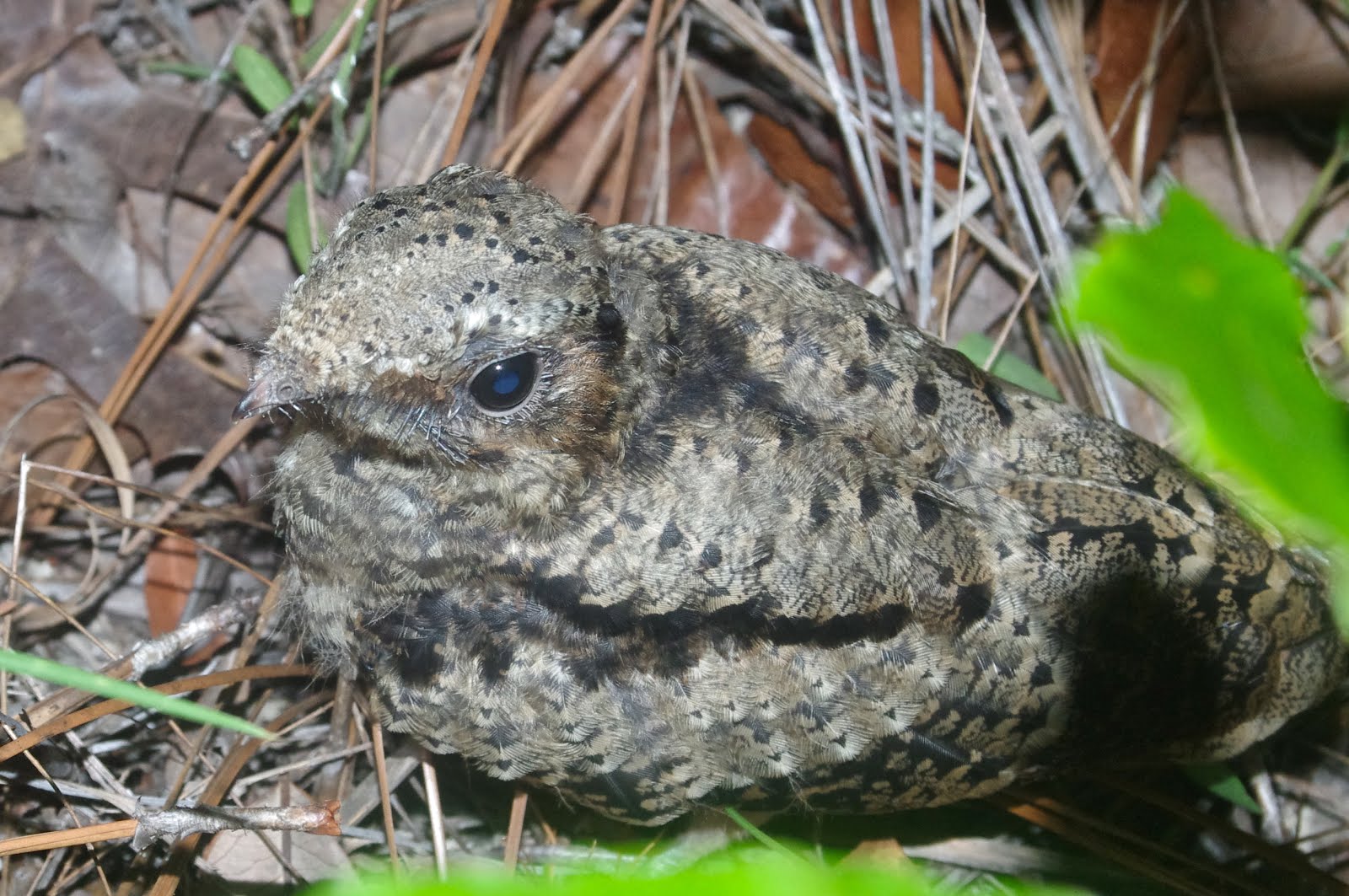 onward, westward: Nesting nocturnal birds