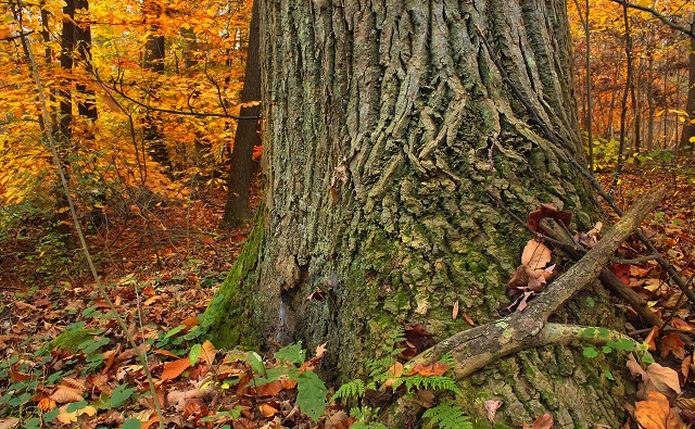 ROBLE ROJO: Quercus rubra | Plantas rioMoros
