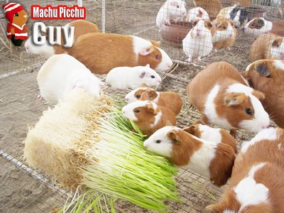 CRIANZA DE CUYES, ELABORACIÓN Y COMERCIALIZACIÓN: CRIANZA DE CUYES ...