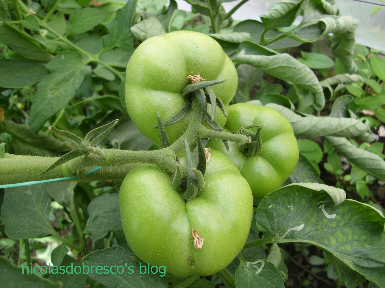 __ Nicolas _le_ jardinier __: Foto macro ... Tomate Prekos F 1 ( 6 ...