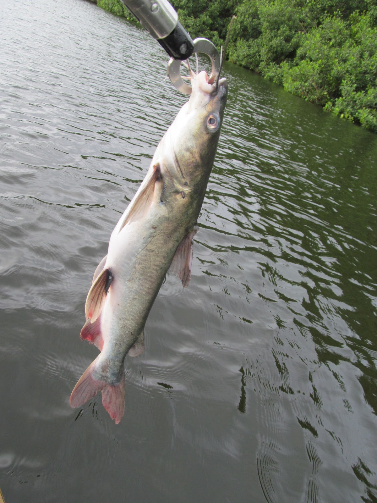 Espacio de Pesca: Pesca de barbudo en la cienaga de la caimanera ...
