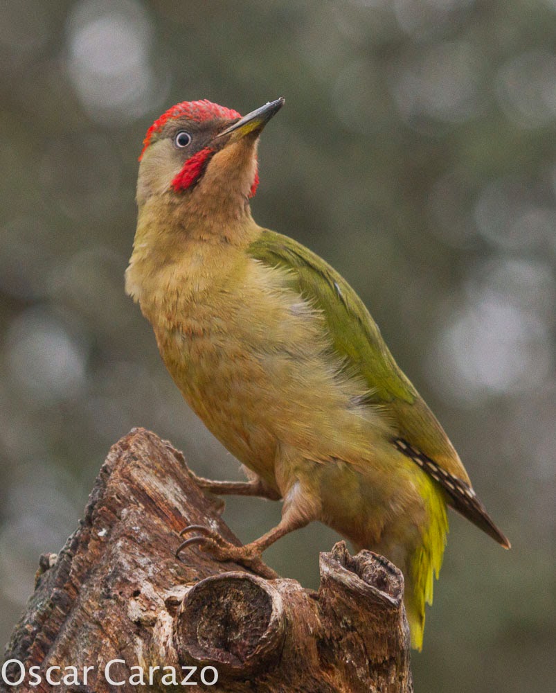 AVESANTURTZI: PITO REAL