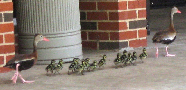 Library Online Lounge - Tarleton Libraries: Fugitives from Duck Camp?