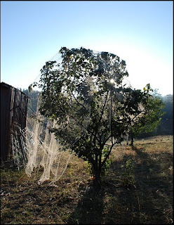 Growing your own fruit trees