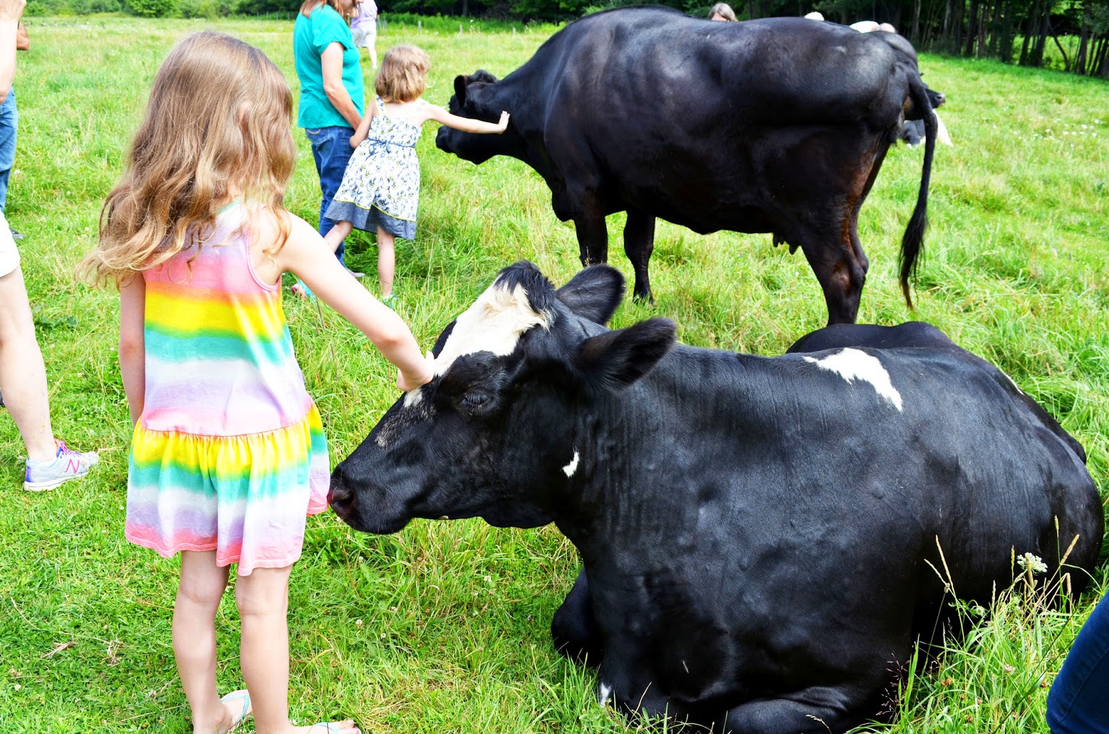 Not Buying Anything: Happy Cows Are Living Cows