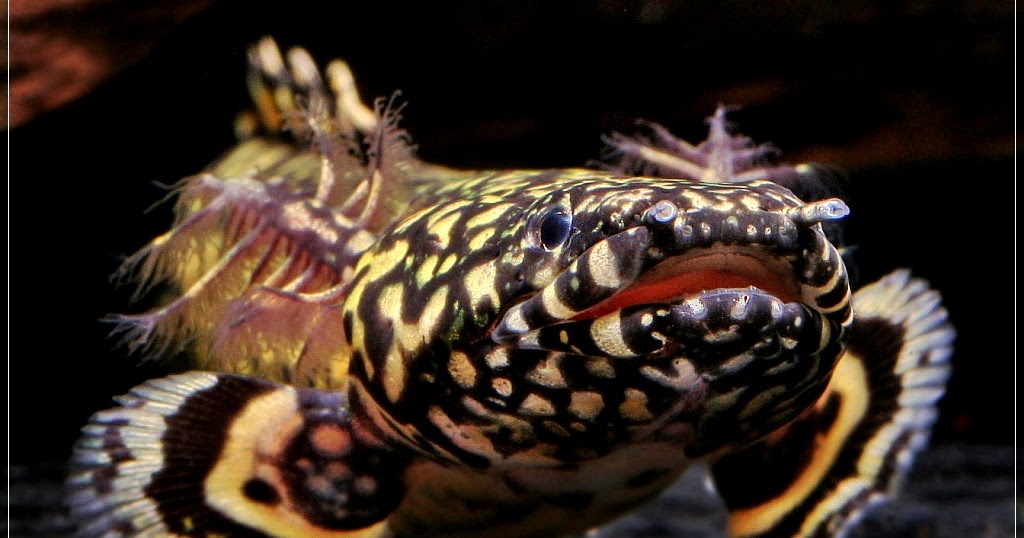 Ikan Palmas (Ikan Naga) - Akuarium Ikan Hias