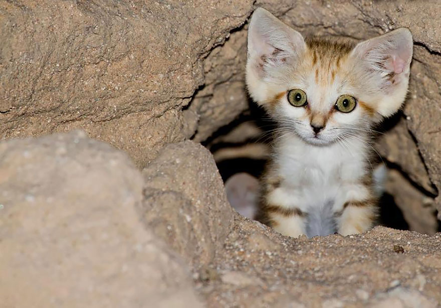 Quite perfect Pakistan sand cat