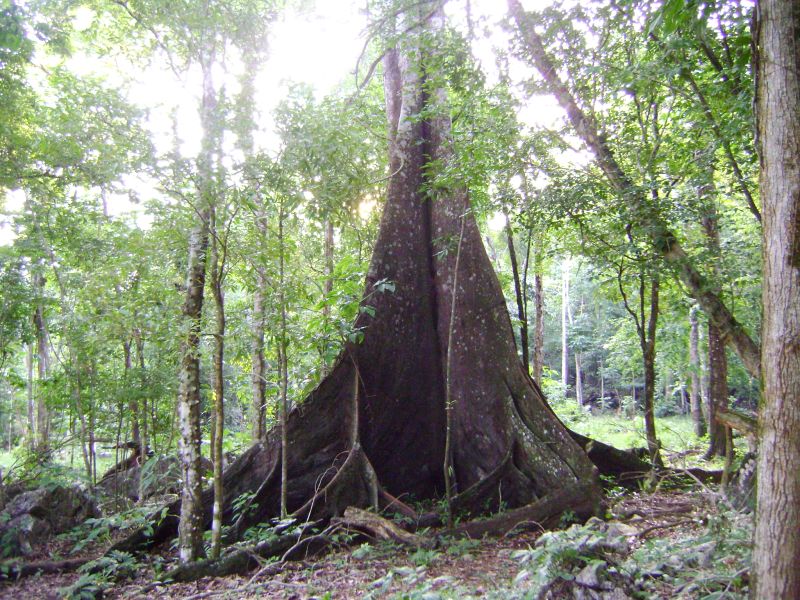 El cuexcomate: Sistema agrícola
