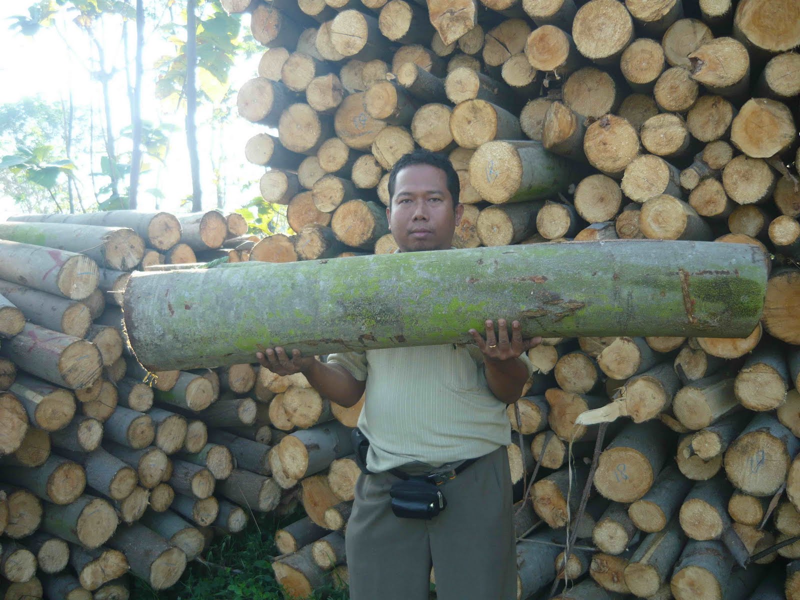 DULADI: BAGAIMANA RESEP MENANAM SENGON BISA PANEN UMUR 2,5 TAHUN