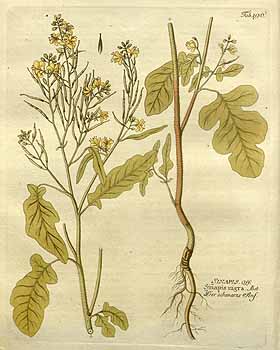 The Secrets of Spices: A Compendium of Botanical and Culinary Lore ...