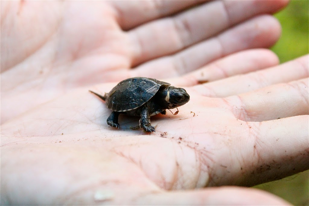 Lehigh Valley Ramblings: NorCo Must Spend $21k For Bog Turtle Study