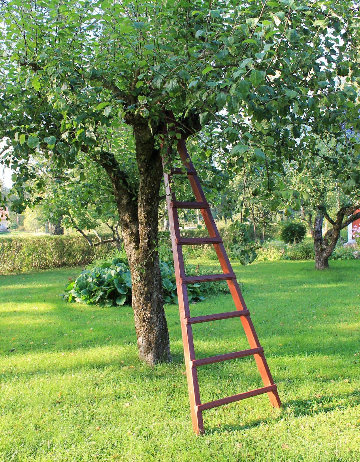 Fru Åberg i Lågbo: Bästa stegen till äppelträden