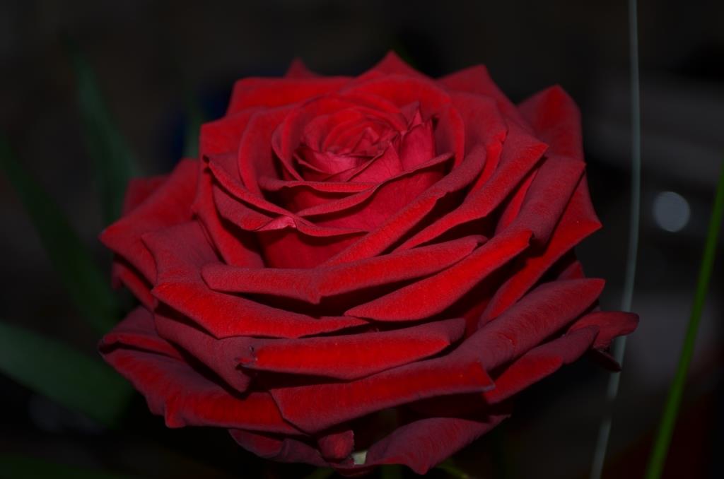 ps-pictureshop: Rose, Roza, hoa hồng, Roses, faqekuq, ruže, roser, roses,