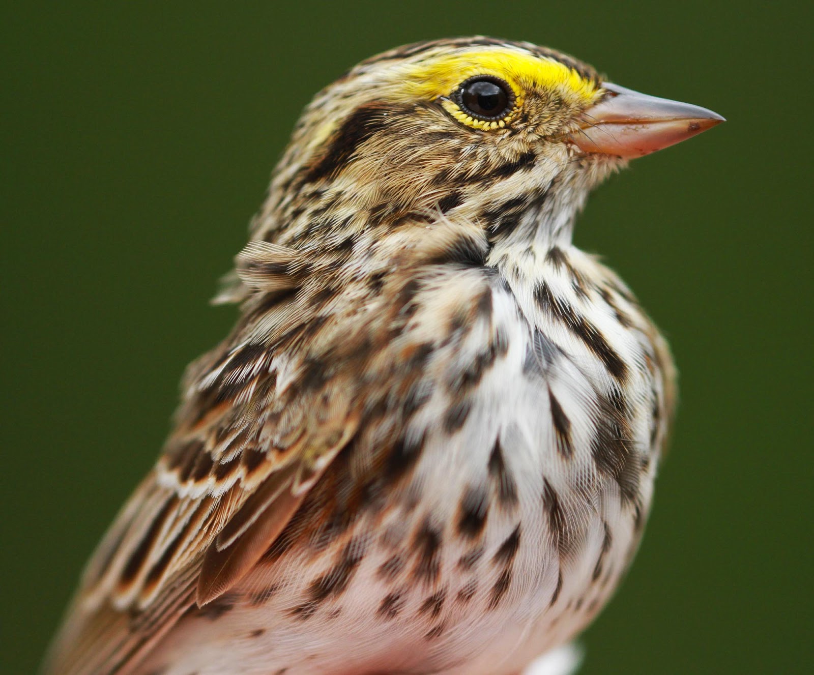 All of Nature: Spring Birds At Springbrook-Pileated to Indigo Bunting