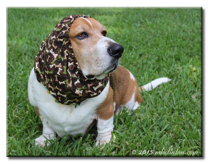 Barking from the Bayou